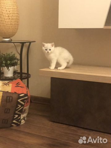 Котёнок шотландец