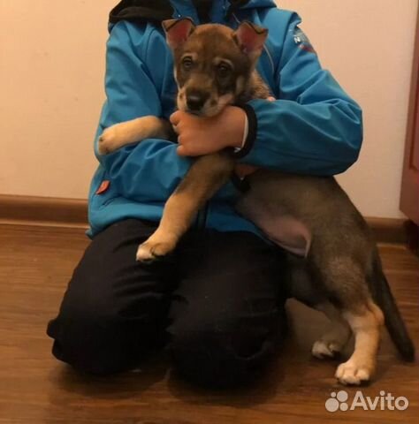 Щенок, метис хаски (мальчик, 1.5 месяца) в дар