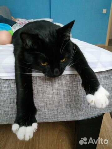 Котики-кошарики