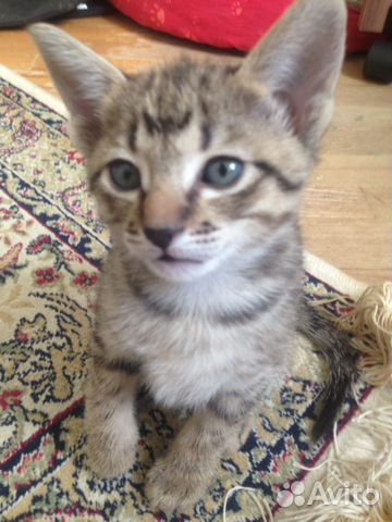 Ориентальная кошечка