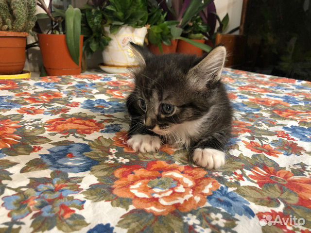 Котёнок, кошечка, помесь Сибирской породы