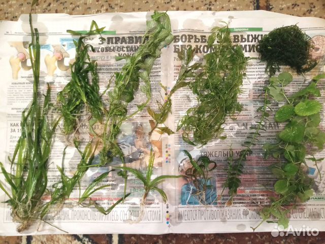 Прополка Аквариумные растения