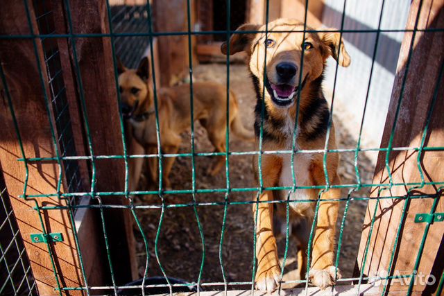 Собака в дом