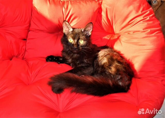 Кот Ученый.что Песнь заводит.и Сказки говорит