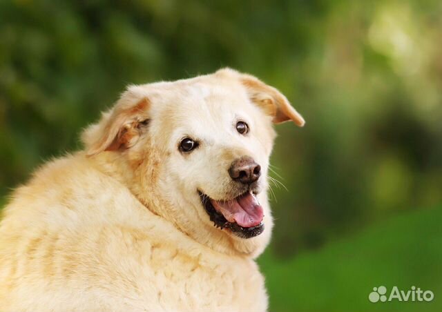 Метис ретвивера Ривви верит, что за ним придут