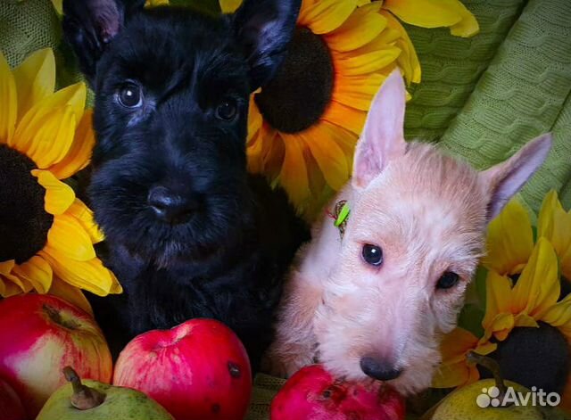 Породные Щенки Шотландского терьера