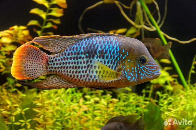 Акара голубовато пятнистая (мальки)