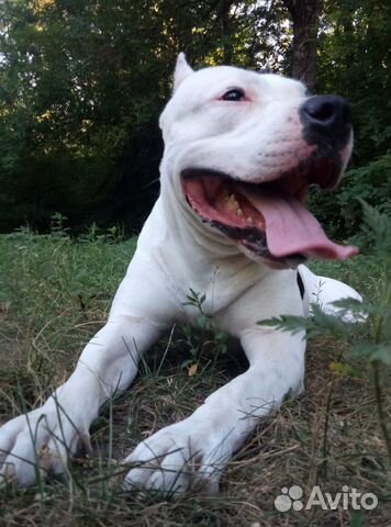 Кабель,вязка амм Стафф