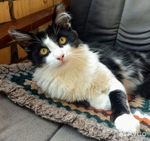 Молодой котик Марсель ищет дом