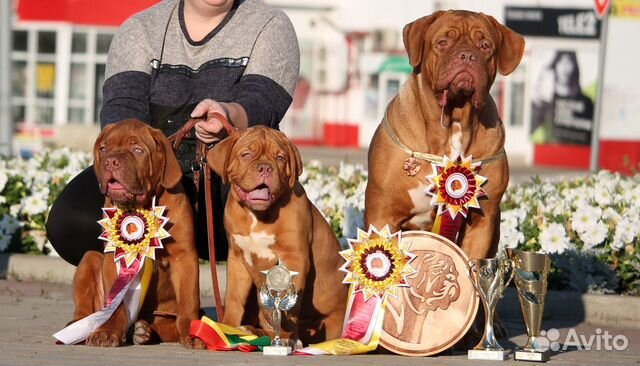 Щенки бордоского дога