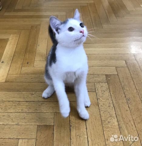 Котенок Чип ищет дом