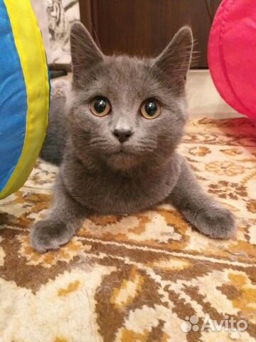 Дама голубых кровей (котенок) ищет дом