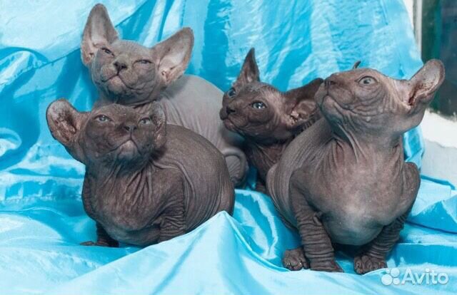 Котята канадского сфинкса