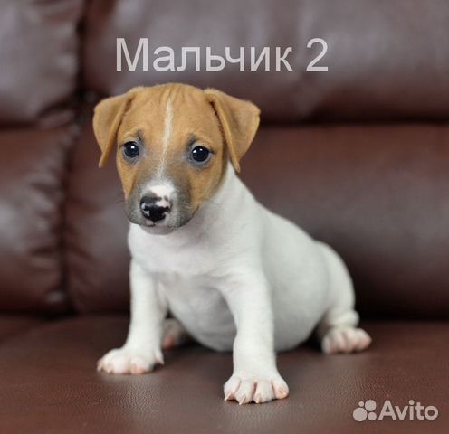 Джек Рассел терьер, щенки