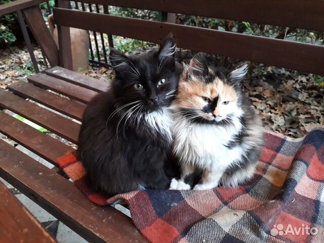 Помогите спасти малышей