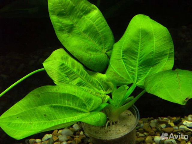 Эхинодорус горизонтальный