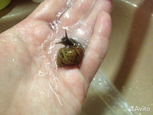 Улитка ахатинка