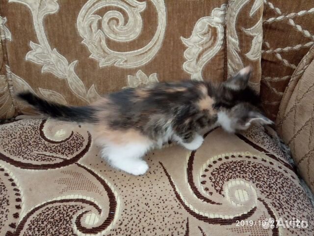 Котёнок