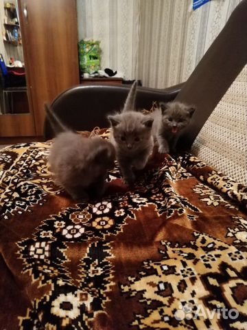 Британские котята