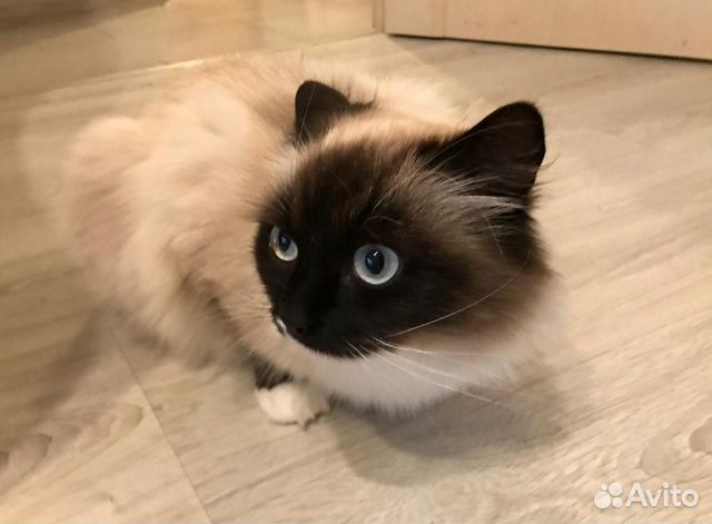 Балинезийская кошечка
