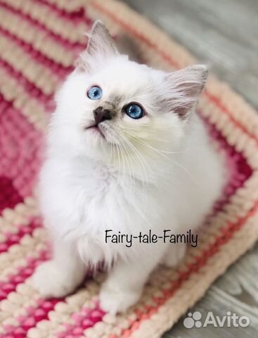 Рэгдолл Девочка шоу