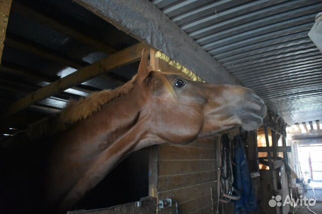 Жеребец 4 года