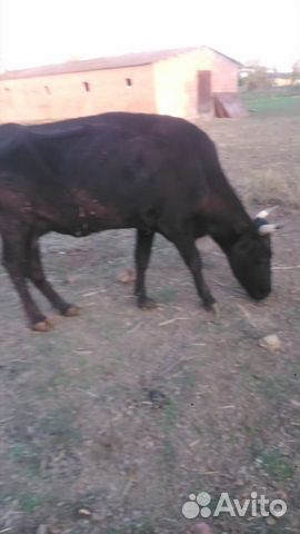 Продаю молочных коров.Вся информация по этому 8962