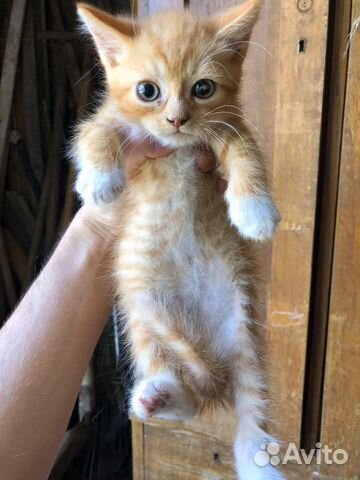 Отдам котёнка