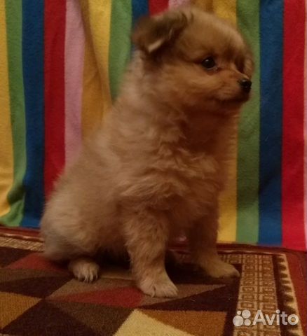 Метис шпица и болоньеза