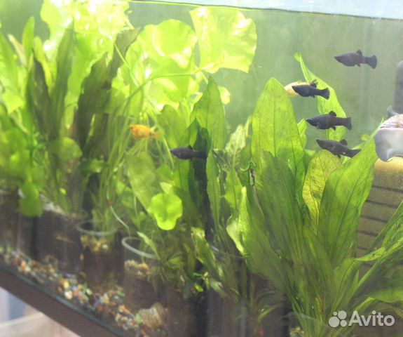 Аквариумные растения