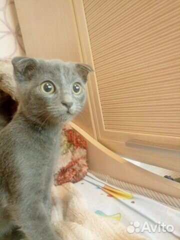 Фенотип шотландской вислоухой