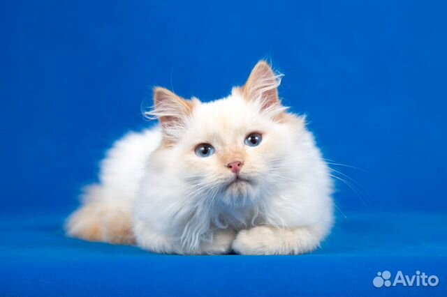 Невский маскарадный редпойнт котенок Ронни