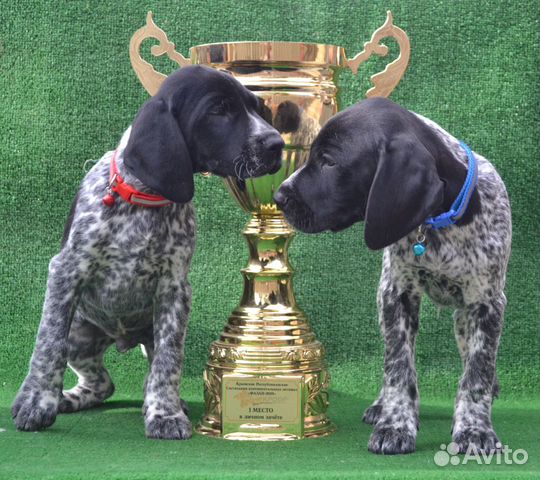 Щенки немецкого курцхаара