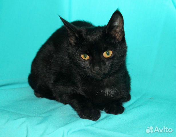 Котёнок Девочка Мамба