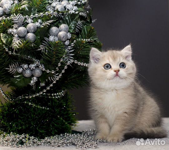 Британские котята