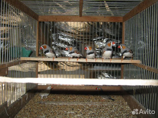 Зебровые амадины