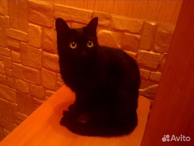 Леди в чёрном, кошка Мусёна ищет дом