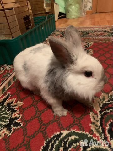 Крольчик ищет девочку
