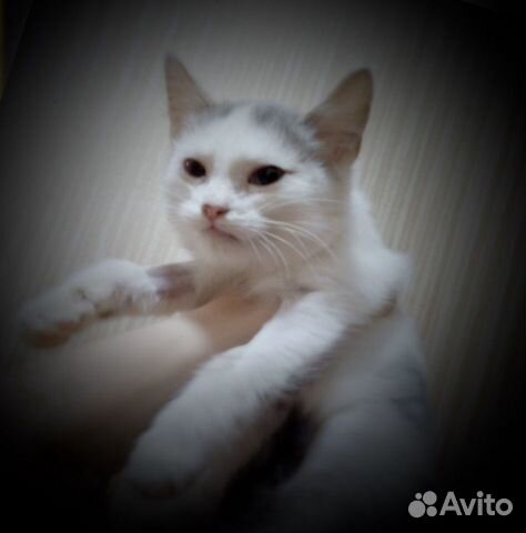 Котёнок