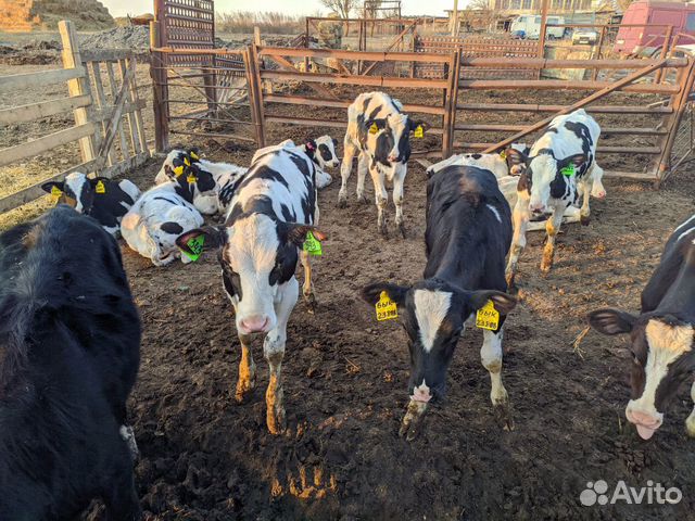 Мясной скот