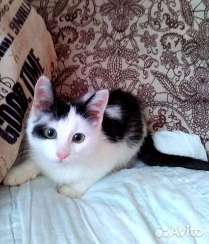 Котенок мальчик 2,5 месяца