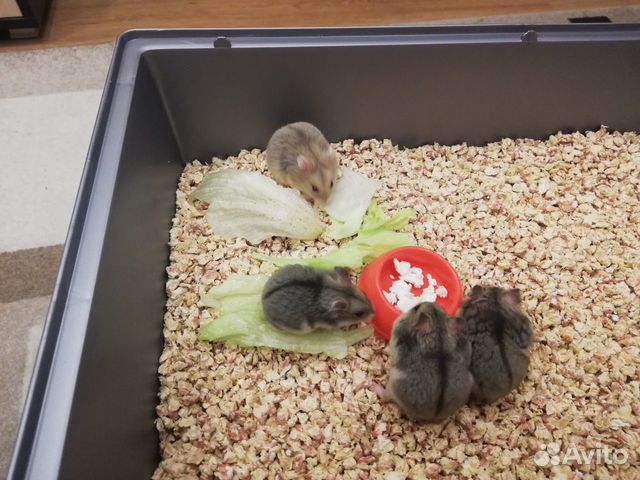 Джунгарики