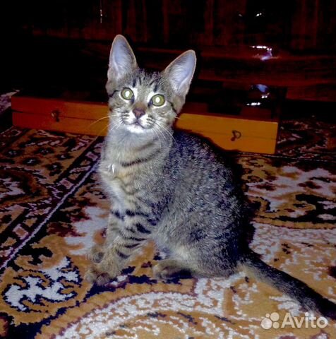 Котик 4 мес