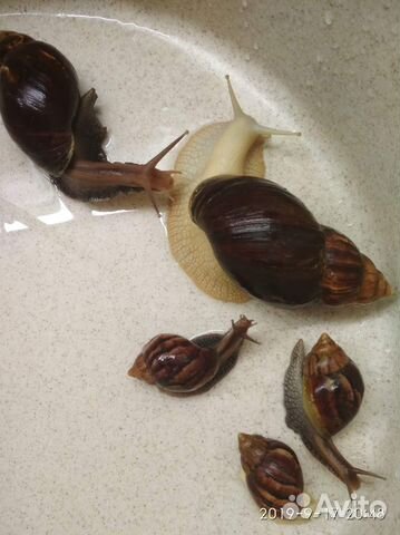 Улитки Ахатины в возрасте 7 месяцев