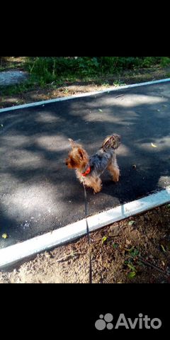 Девочка йорик