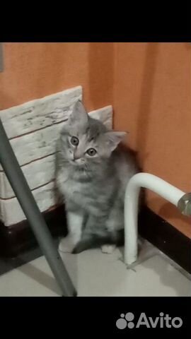 Котёнок британец с сибирским