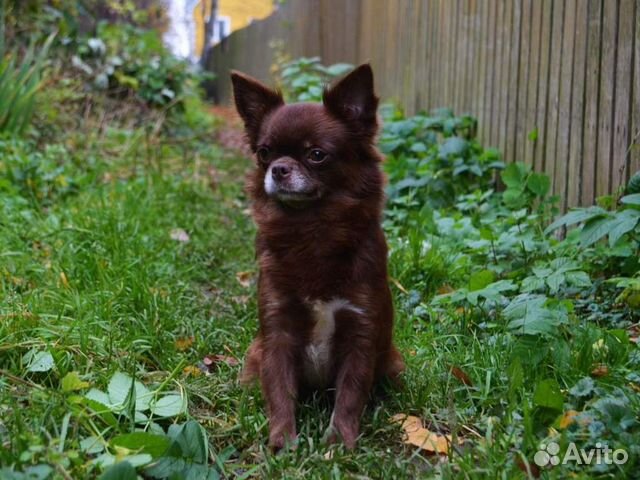 Девочка 2.5 года