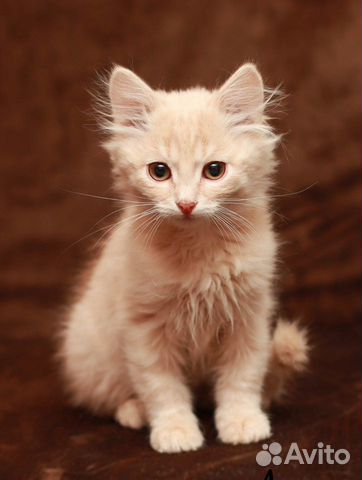 Прекрасные котята 2,5 месяца в добрые руки