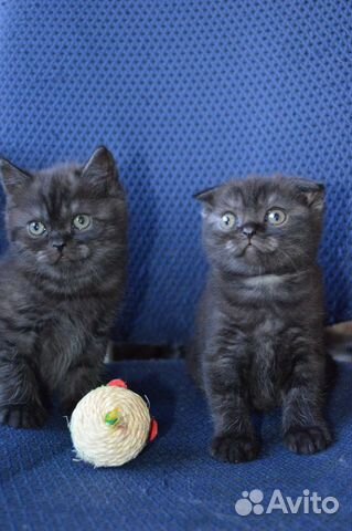 Лучший подарочек