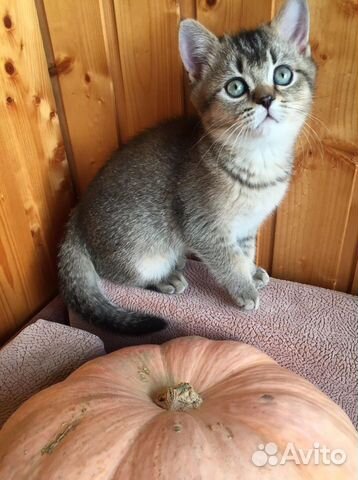Шотландский вислоухий котёнок ждёт хозяина